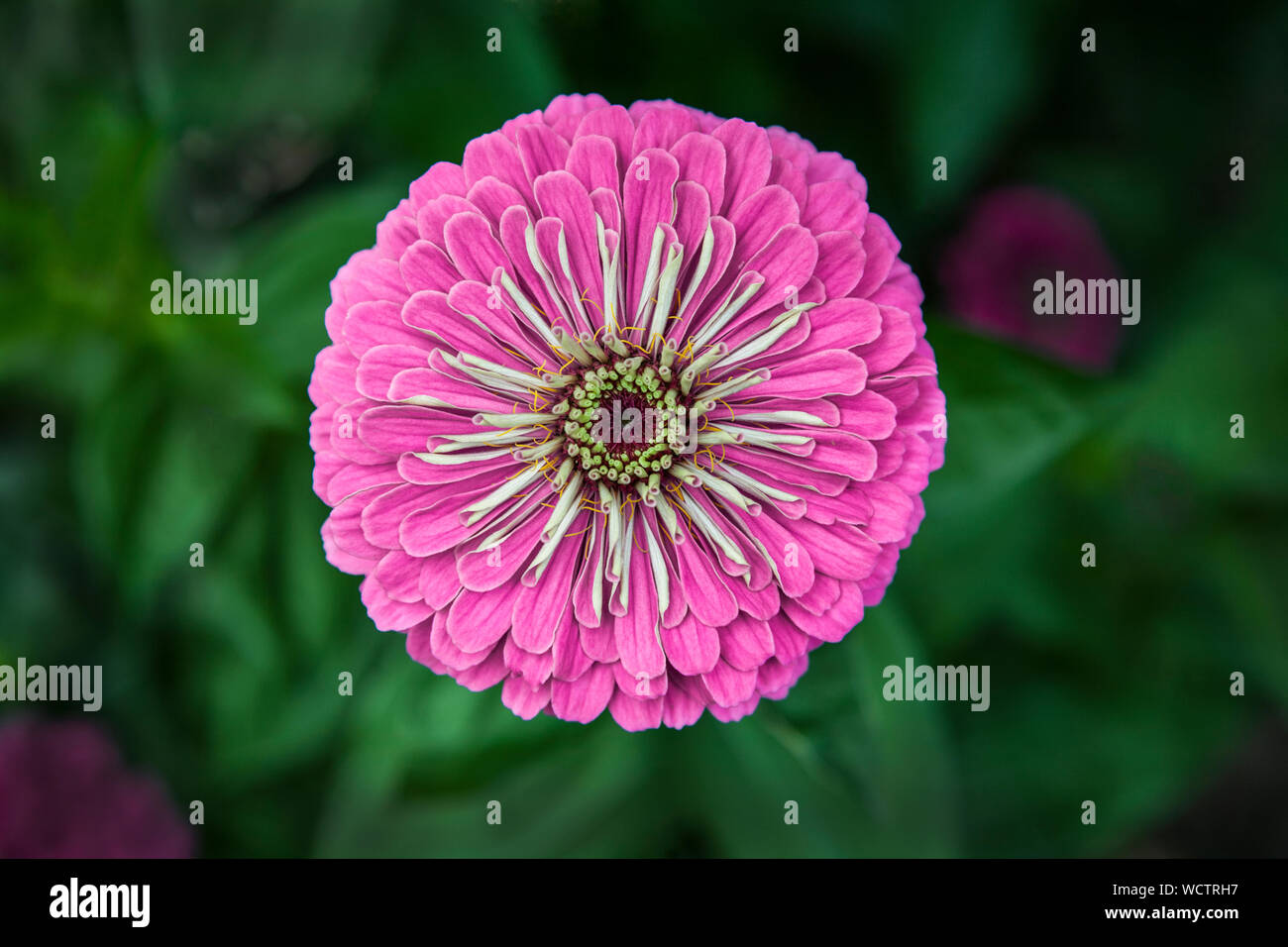 One Pink Zinnia flower cut out, New Jersey, NJ, USA, unusual close up ...