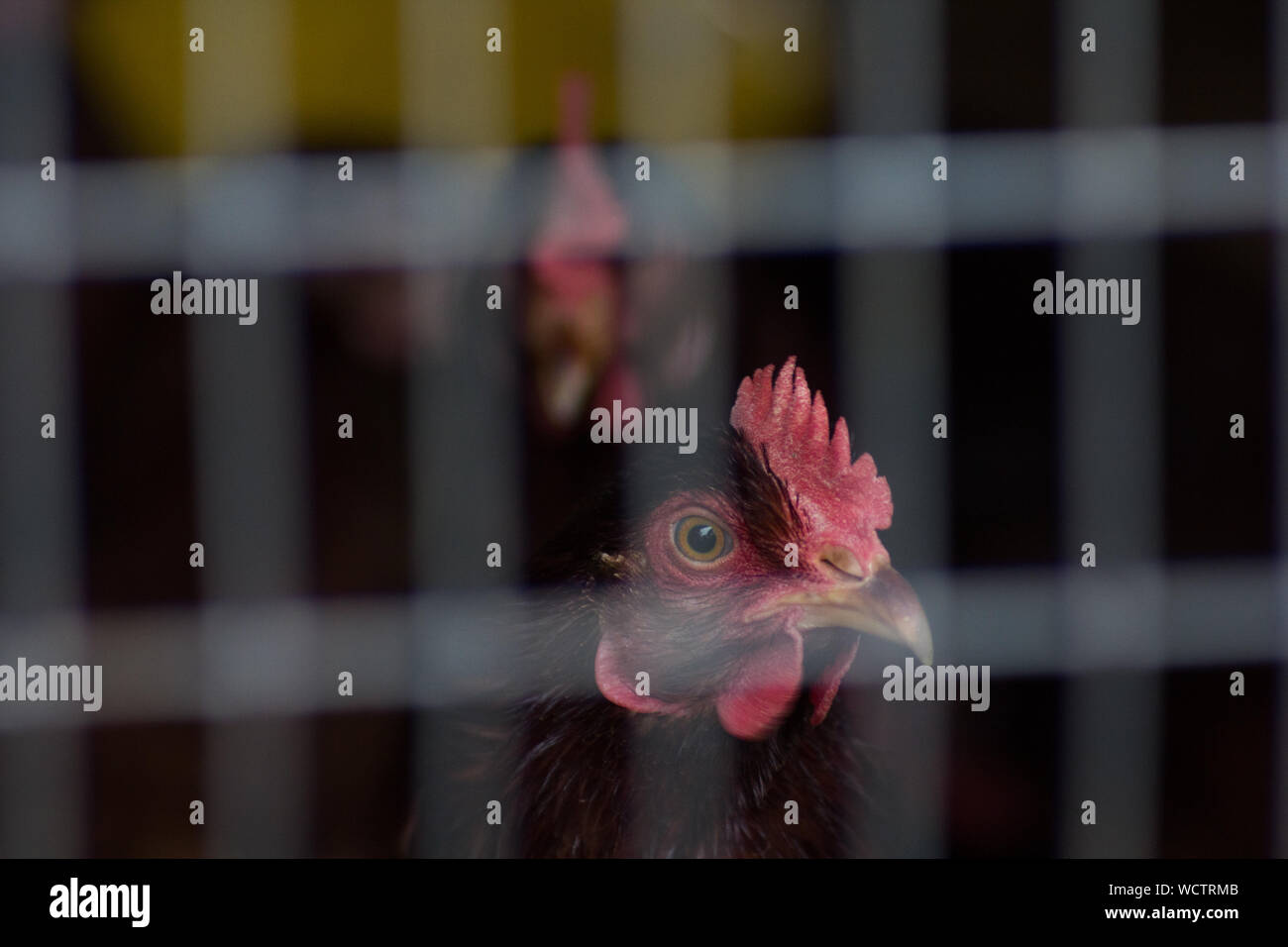 Looking at rooster hi-res stock photography and images - Alamy