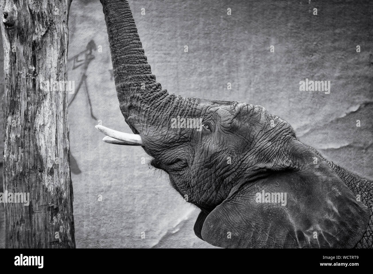 Looking up at elephant hi-res stock photography and images - Alamy
