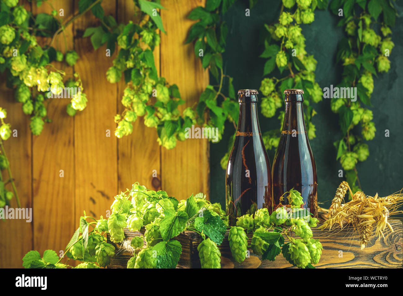 Beer and hop plant. Still life with beer and hop plant in retro style ...