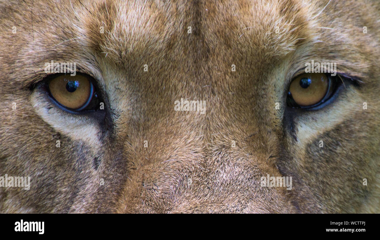 Lion skin hi-res stock photography and images - Alamy