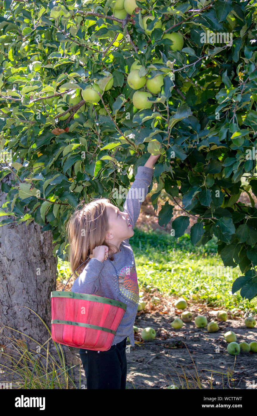 Picking your tree hi-res stock photography and images - Alamy