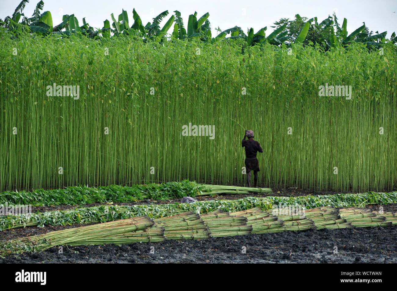 Jute bangladesh hi-res stock photography and images - Alamy