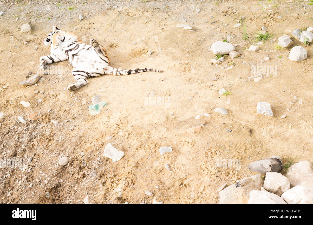 View of the tiger from above. The tiger lies on its back on a sandy ...