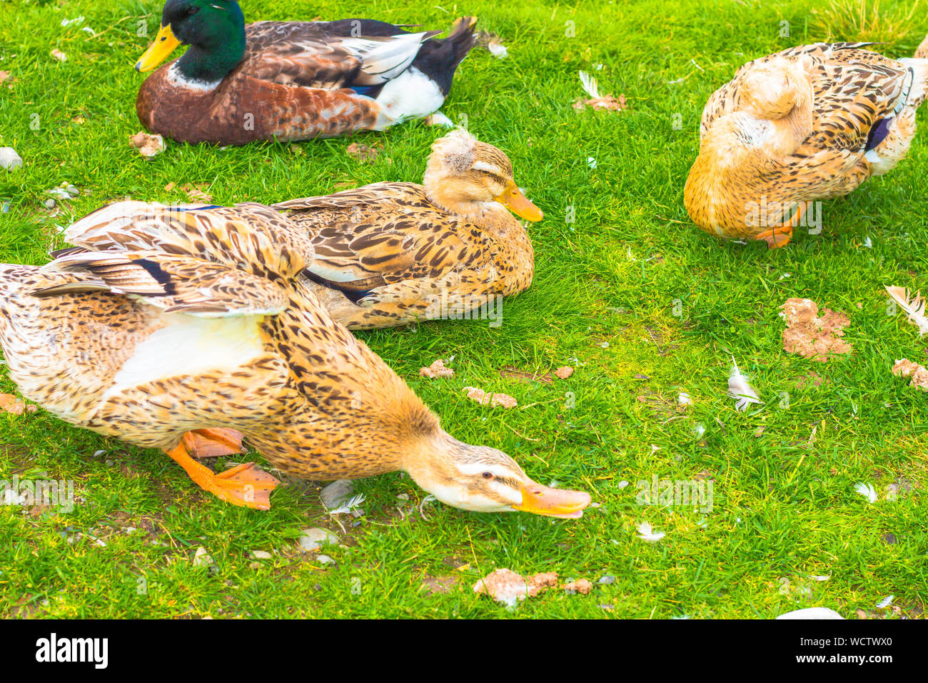 Several domestic ducks on the grass. Ducks live in a farm house, are ...