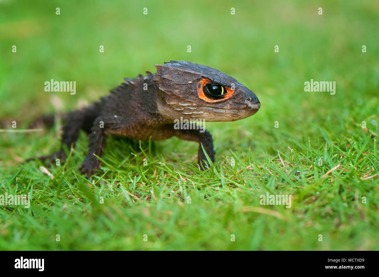 Grass skink hi-res stock photography and images - Alamy