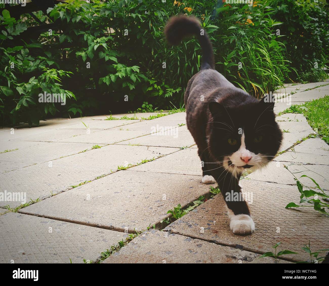 Cat pathway hi-res stock photography and images - Alamy