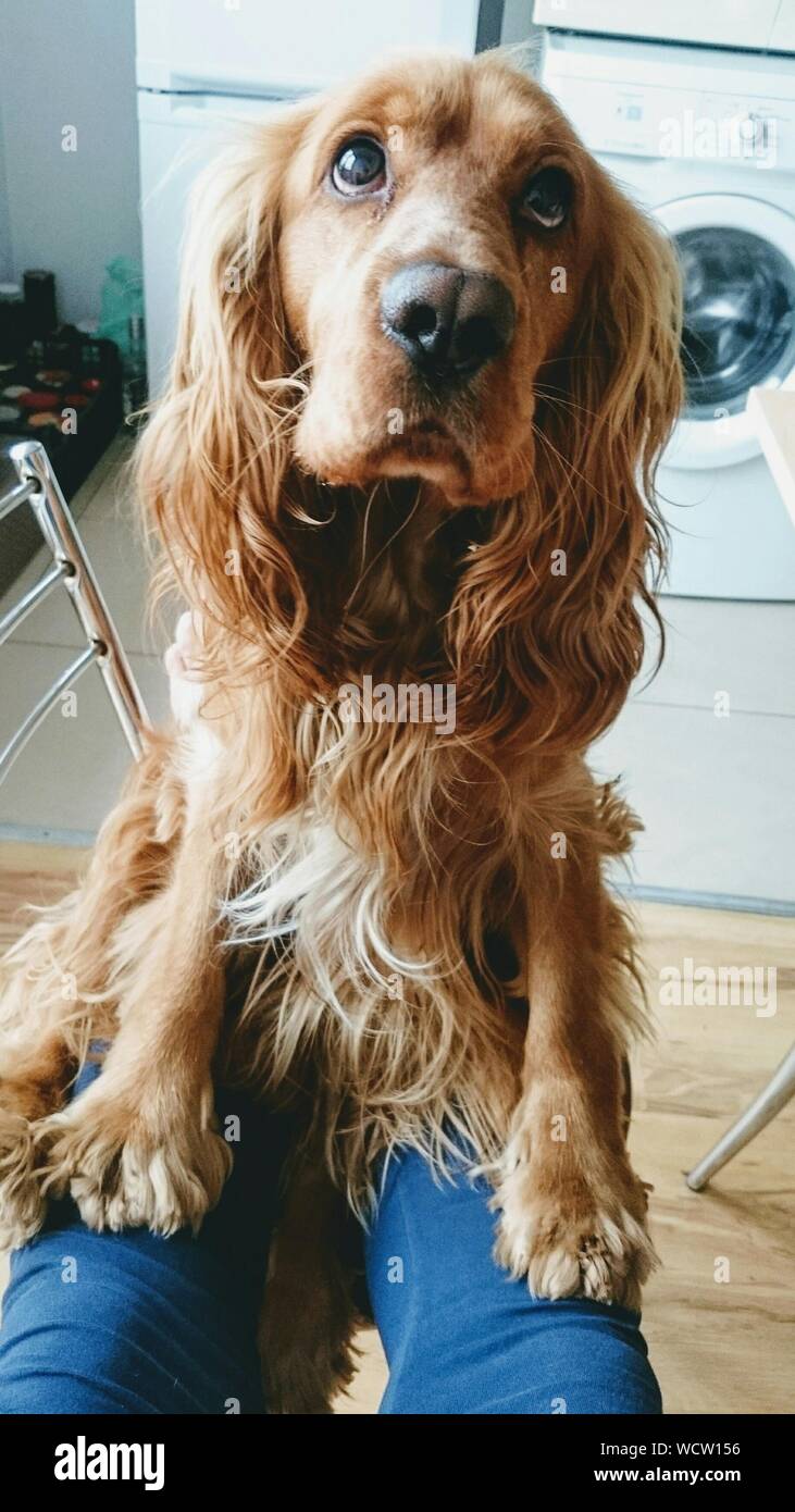 Dog Sitting Up And Begging High Resolution Stock Photography and Images ...