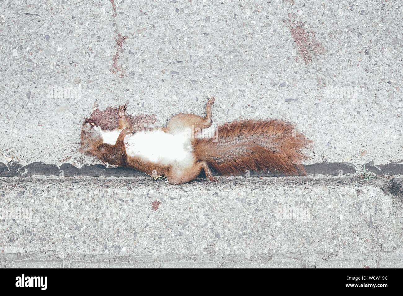 Dead Squirrel High Resolution Stock Photography and Images - Alamy