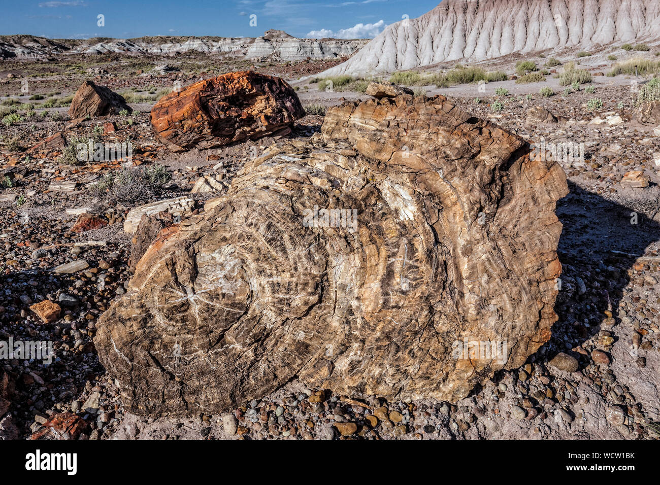 Petrified Forest National Park, AZ Stock Photo - Alamy