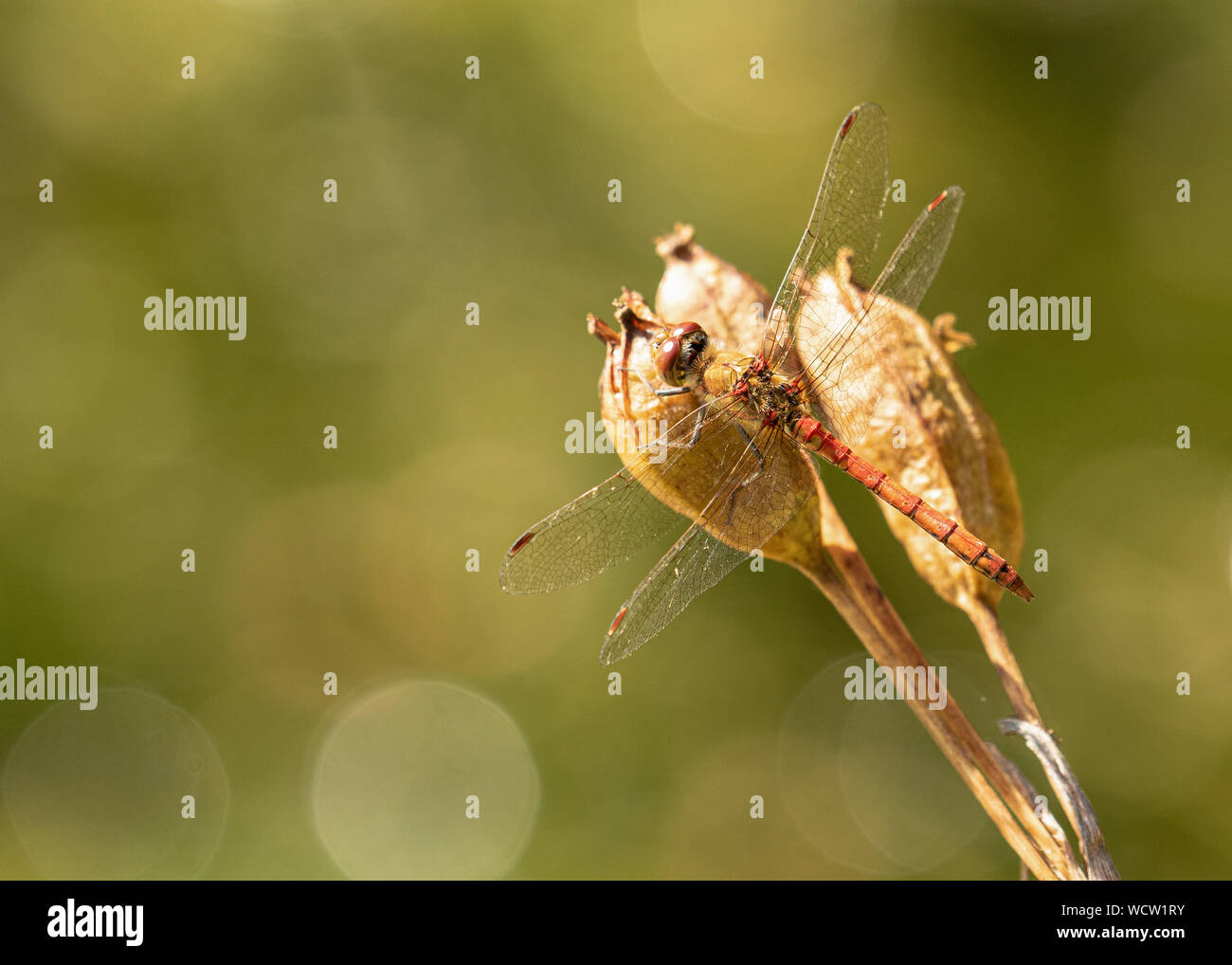 British Dragonfly sitting on a seed pod above a pond Stock Photo - Alamy