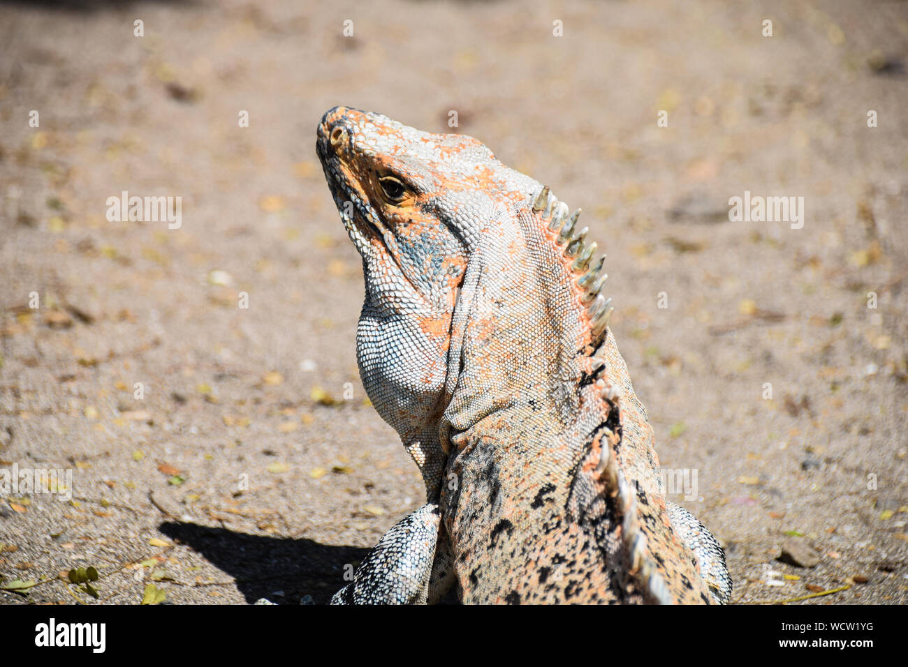 Spiked lizard hi-res stock photography and images - Alamy