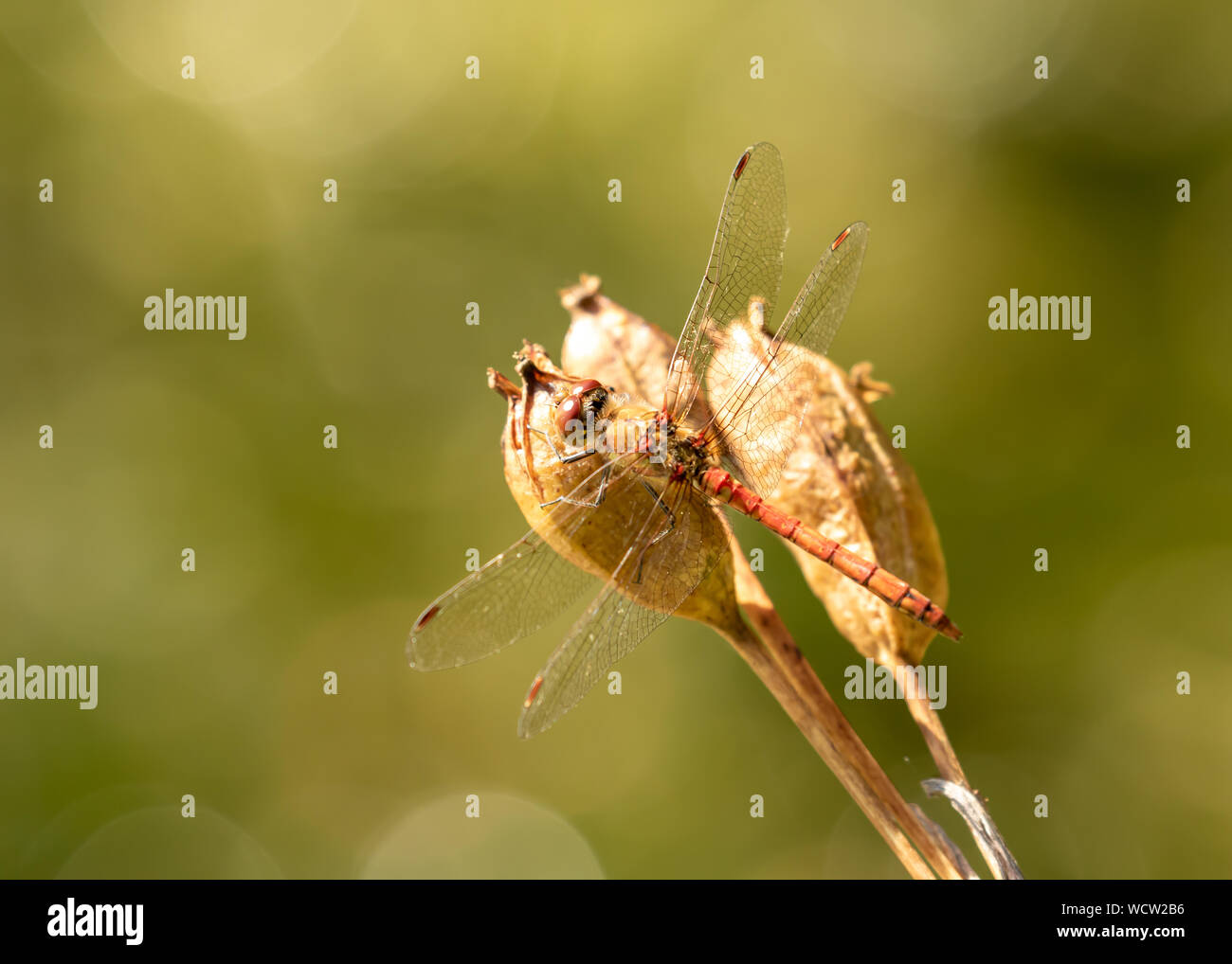 British Dragonfly sitting on a seed pod above a pond Stock Photo - Alamy