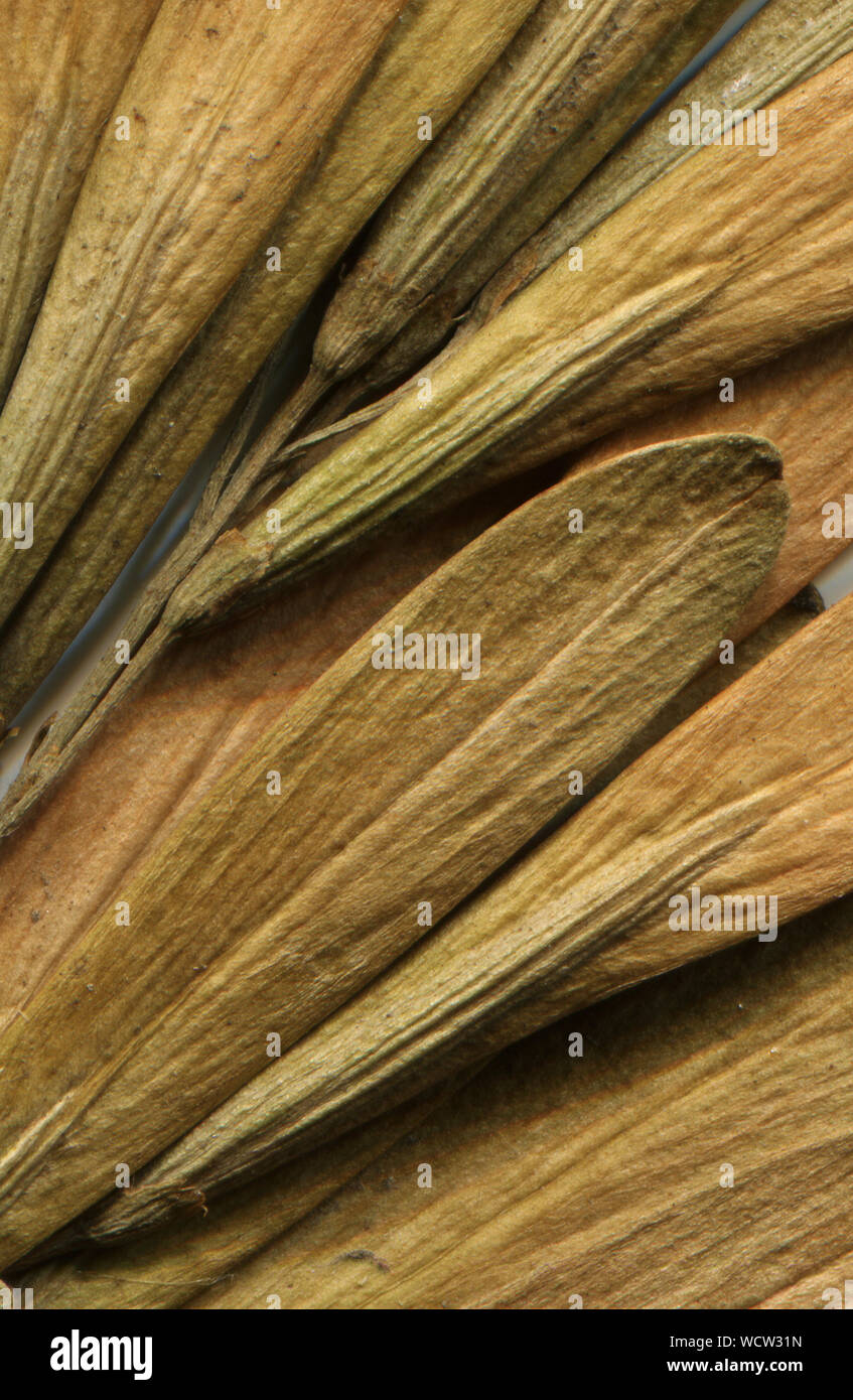 Elm Seed High Resolution Stock Photography and Images - Alamy