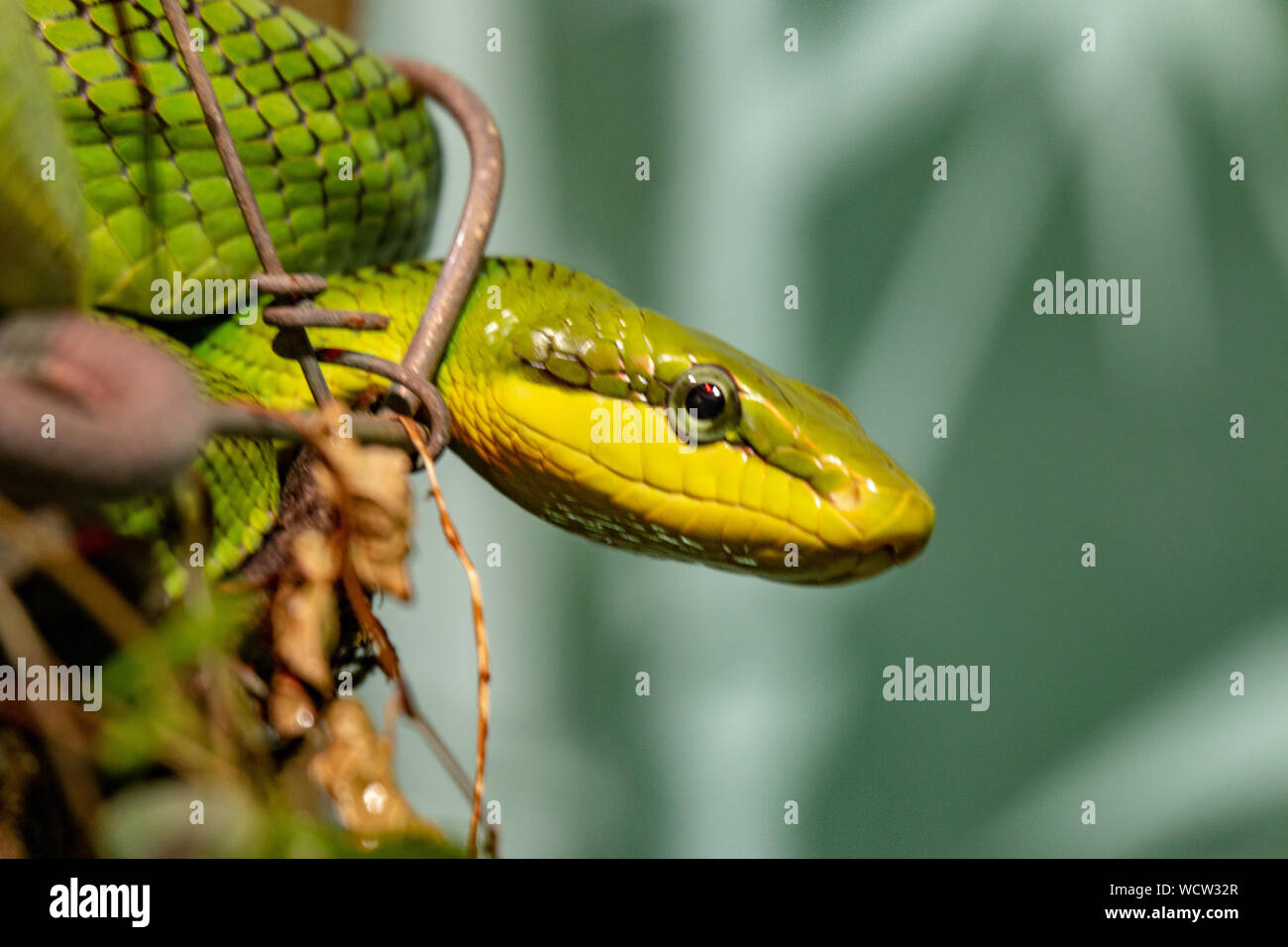 Rat Snake High Resolution Stock Photography and Images - Alamy