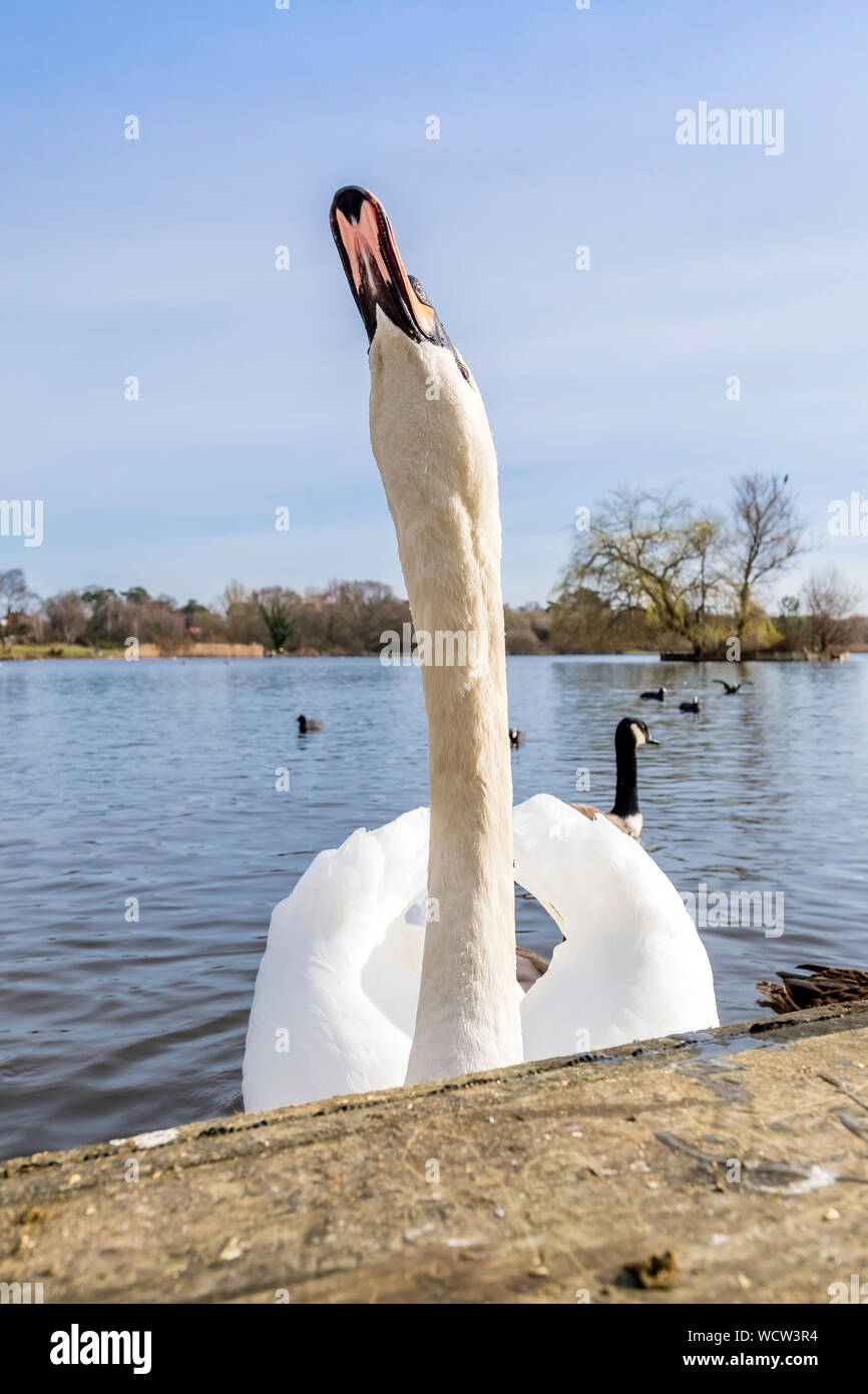 Close up of swan neck Stock Photo - Alamy