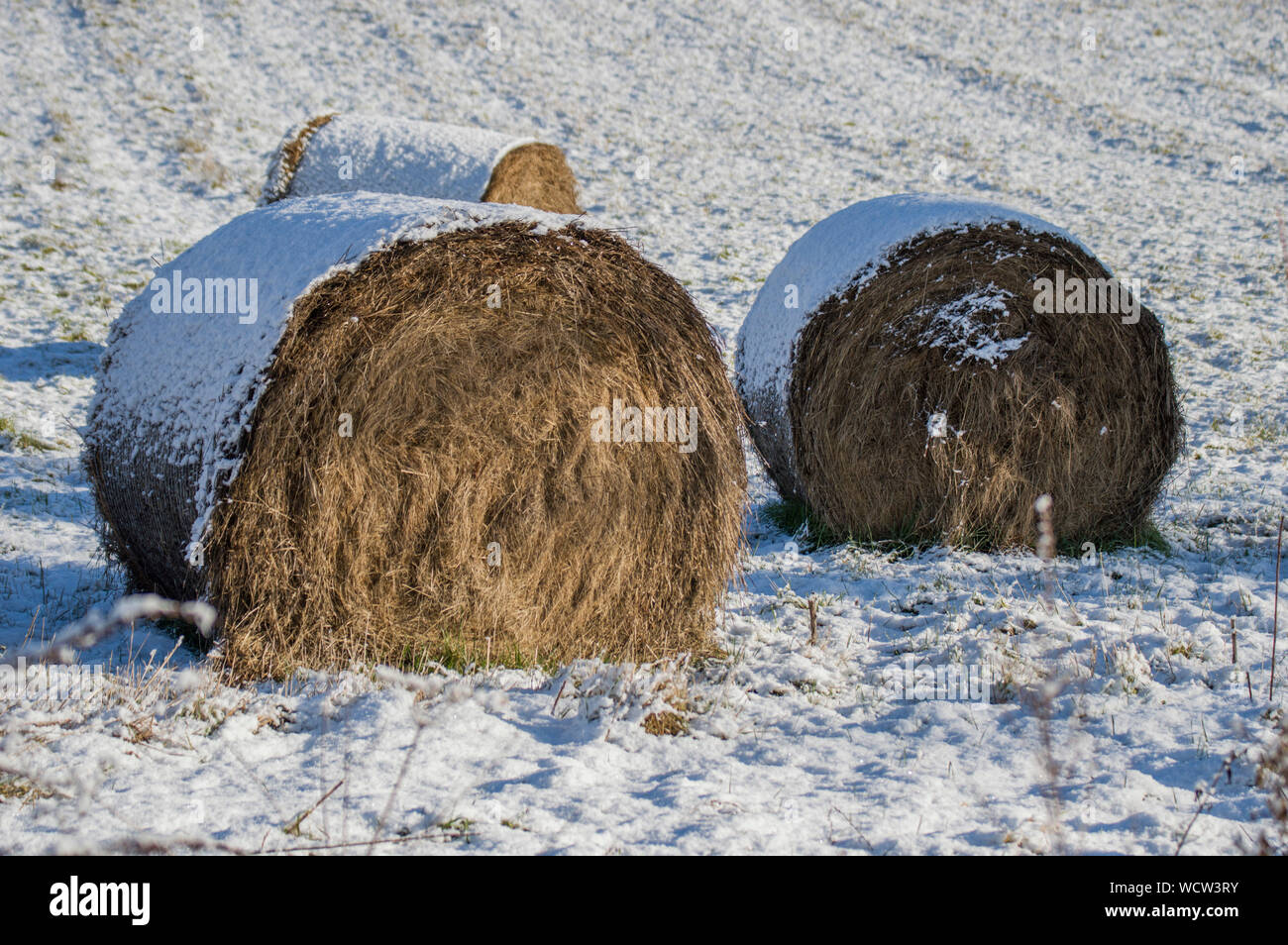 Harvesting hay for the winter hi-res stock photography and images - Alamy