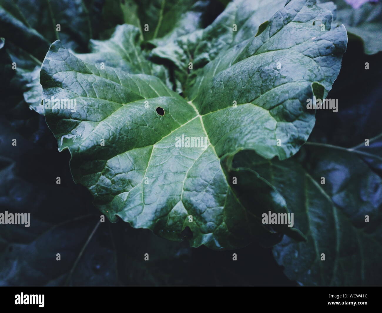 Rhubarb field hi-res stock photography and images - Alamy