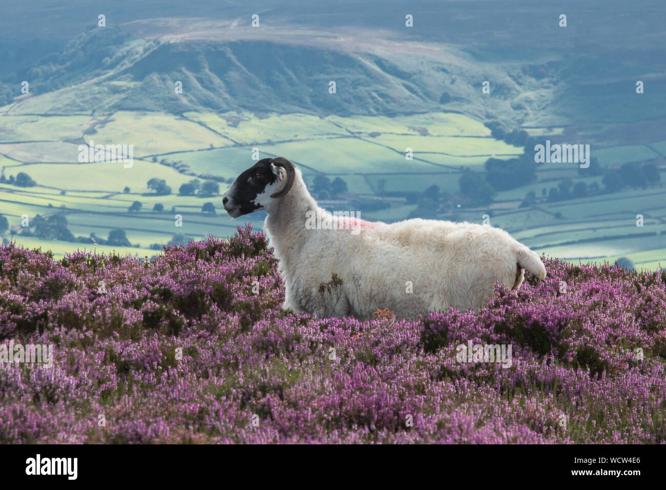 Sheep and flowers hi-res stock photography and images - Alamy