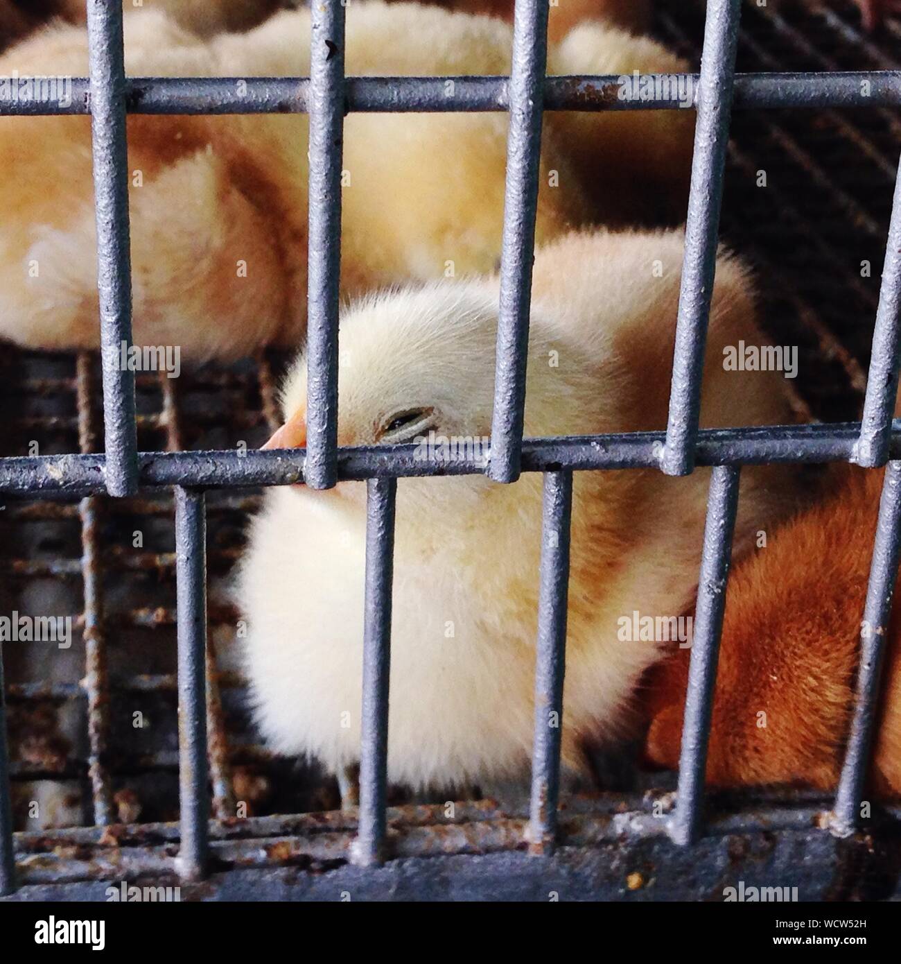 Chicks in cage hi-res stock photography and images - Alamy