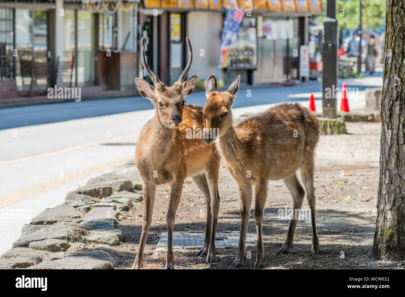 Deer Roadside High Resolution Stock Photography and Images - Alamy