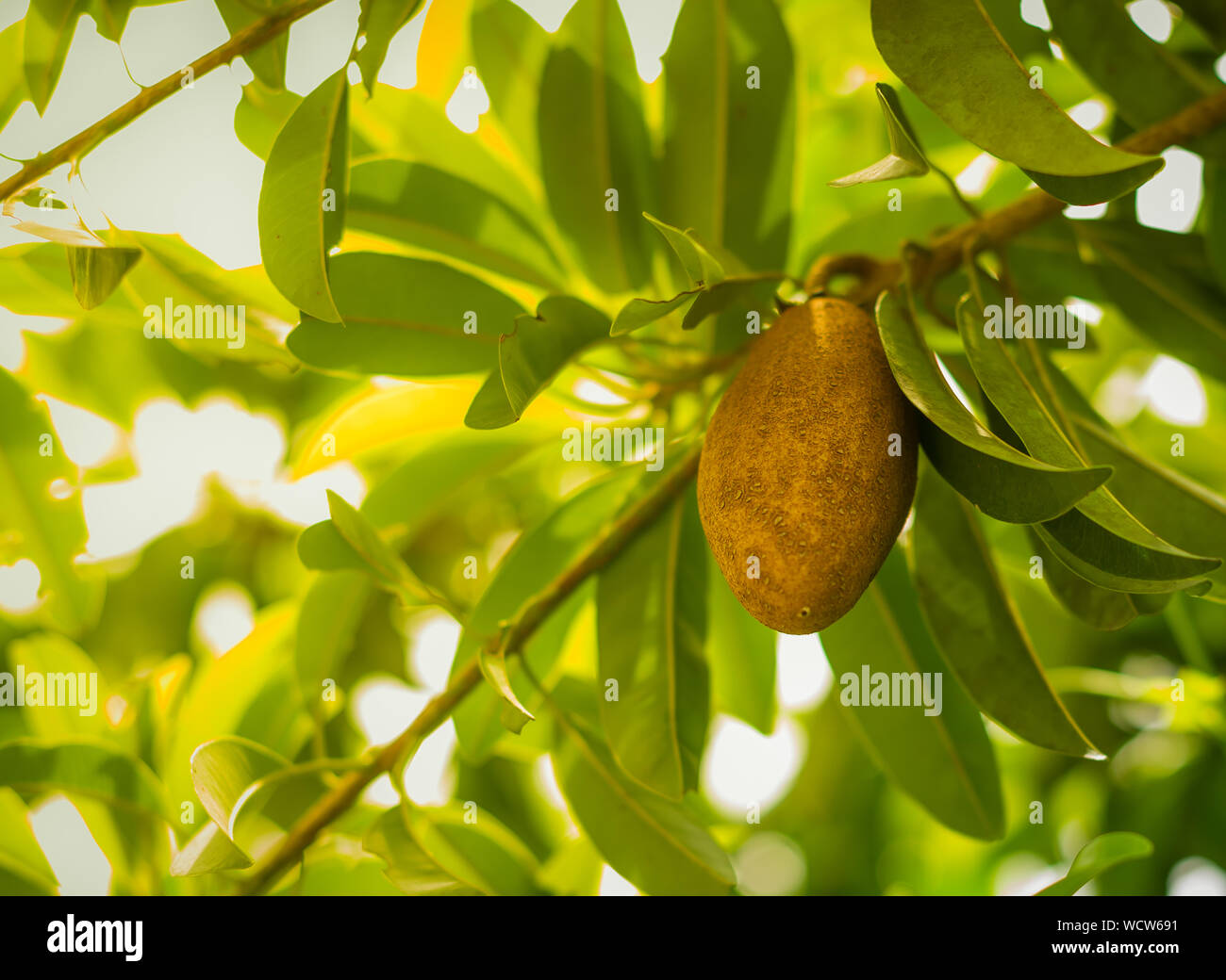 Sapodilla hi-res stock photography and images - Alamy