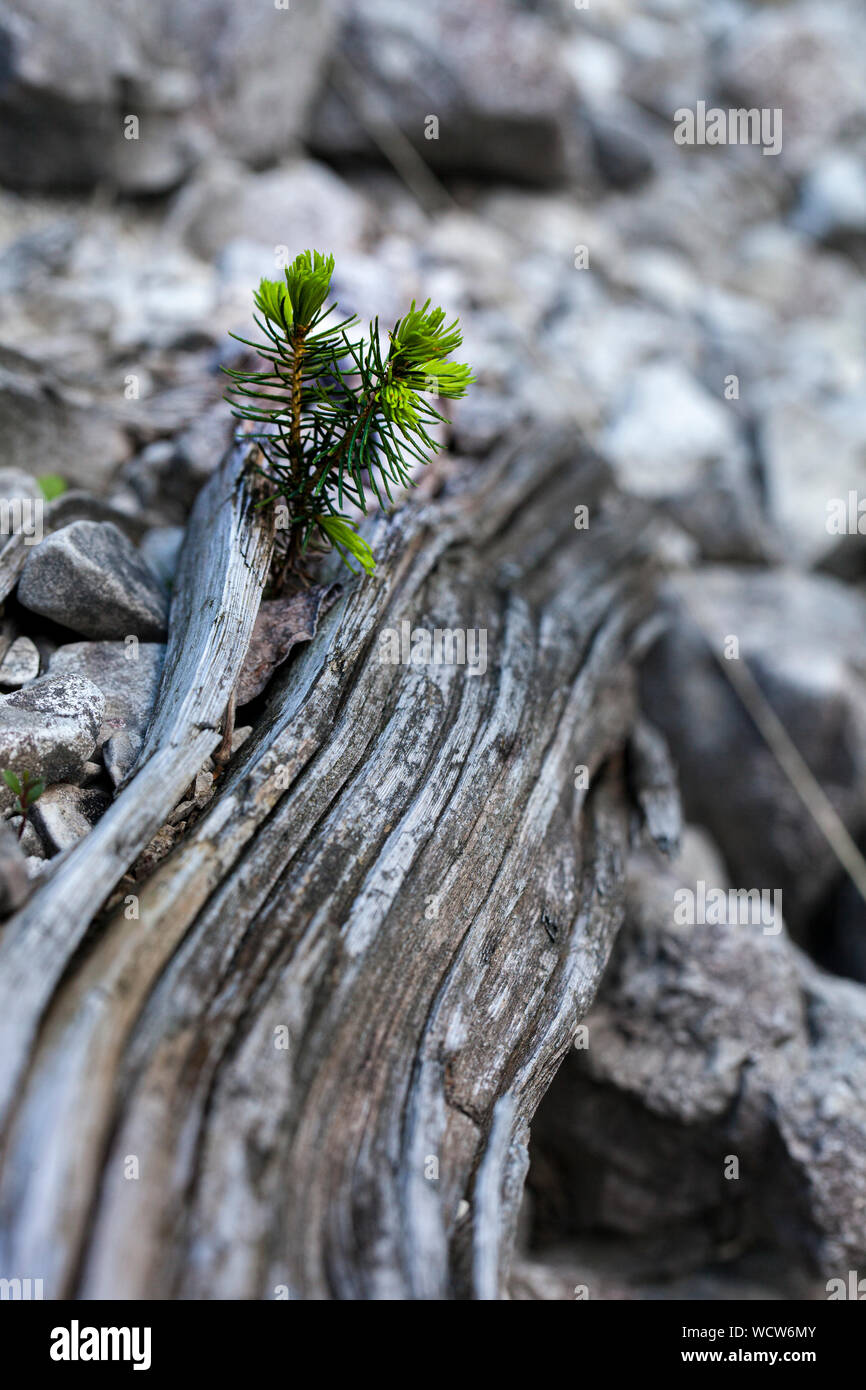 Conifers plant hi-res stock photography and images - Alamy