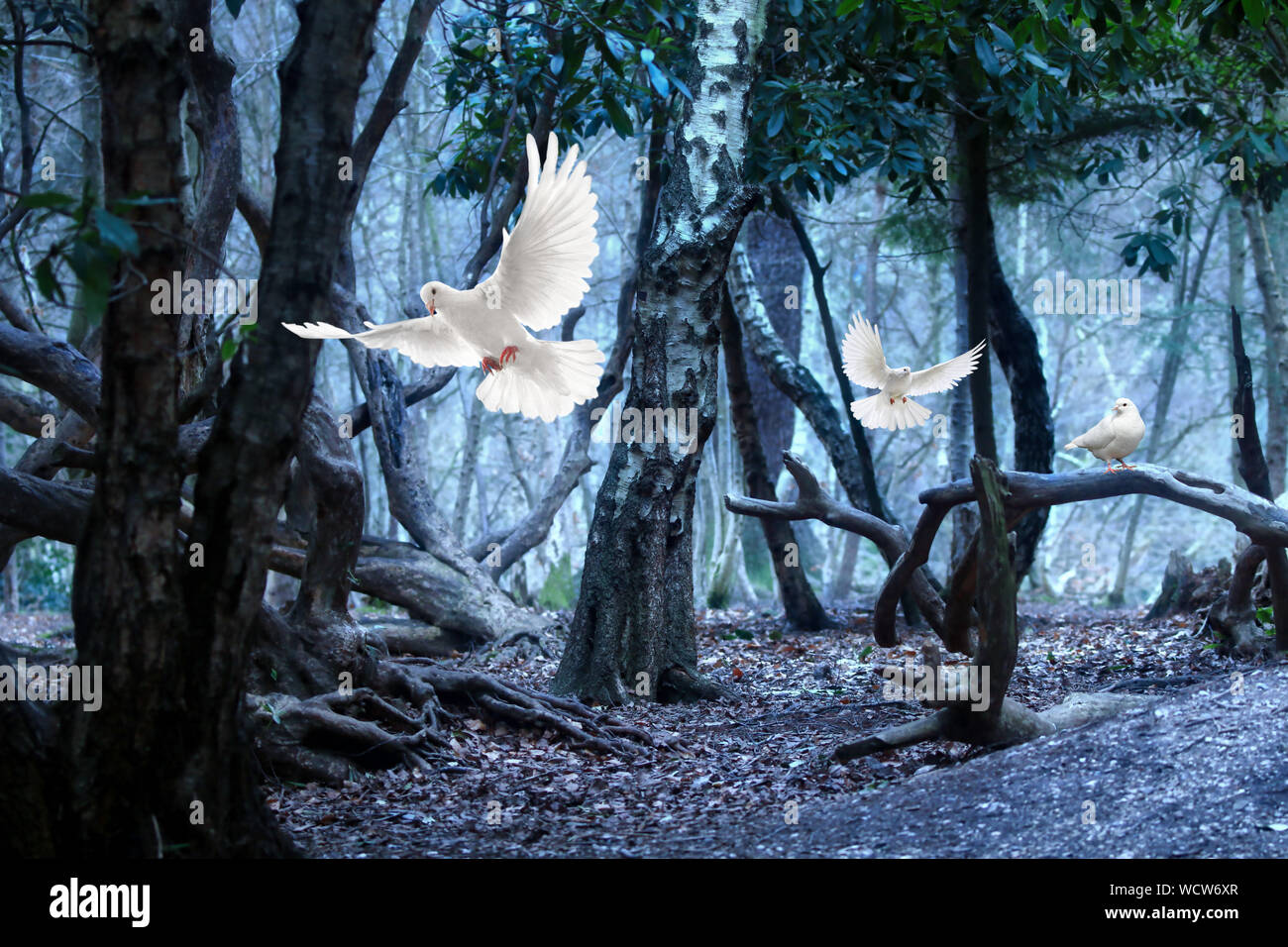 White Doves In Flying High Resolution Stock Photography and Images - Alamy