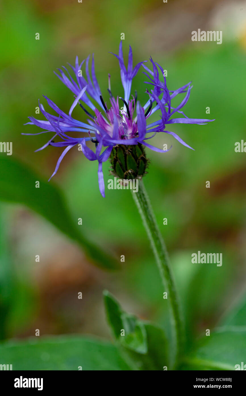 Centaurea montana purple hi-res stock photography and images - Alamy
