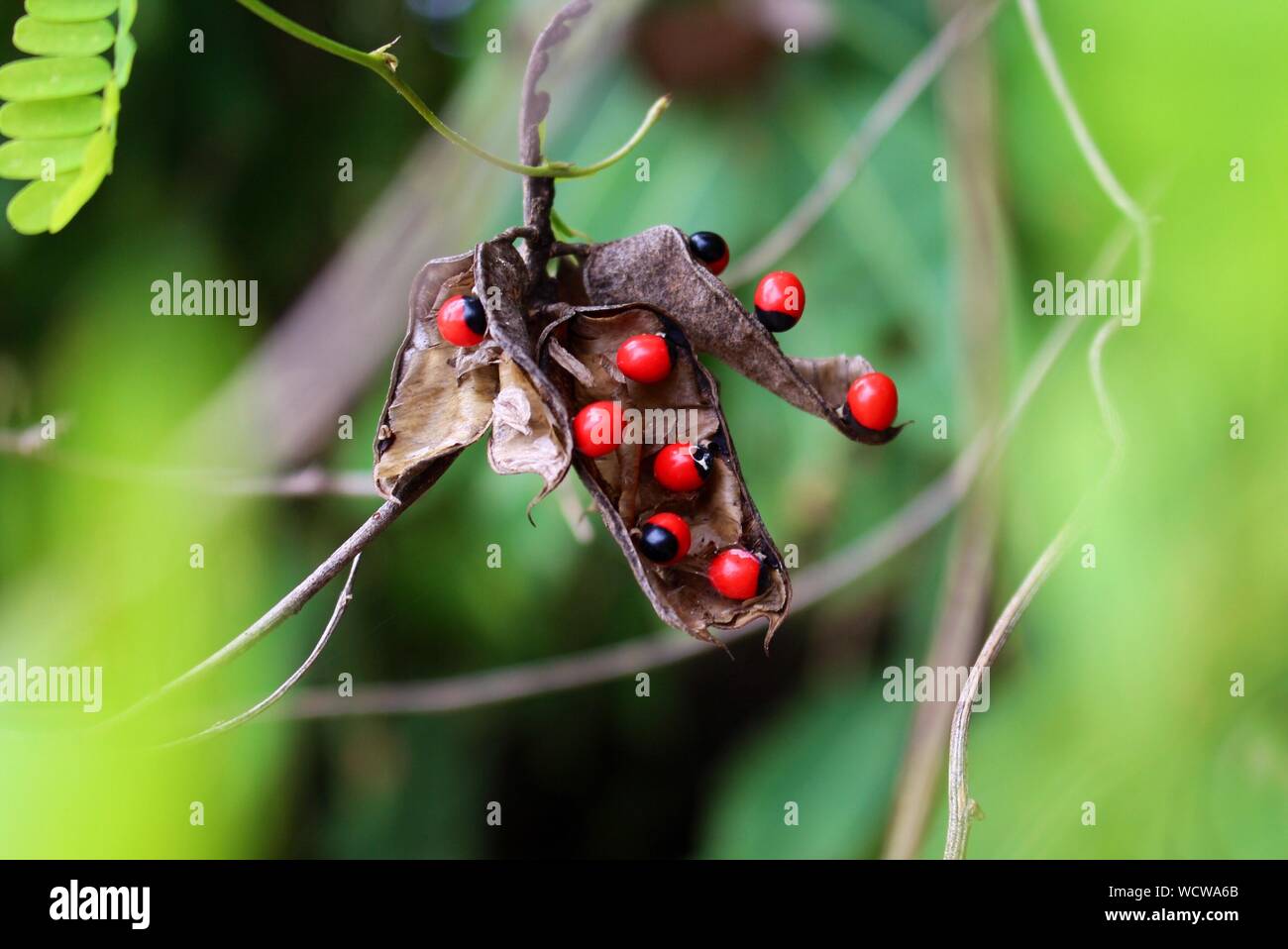 Abrus precatorius High Resolution Stock Photography and Images - Alamy