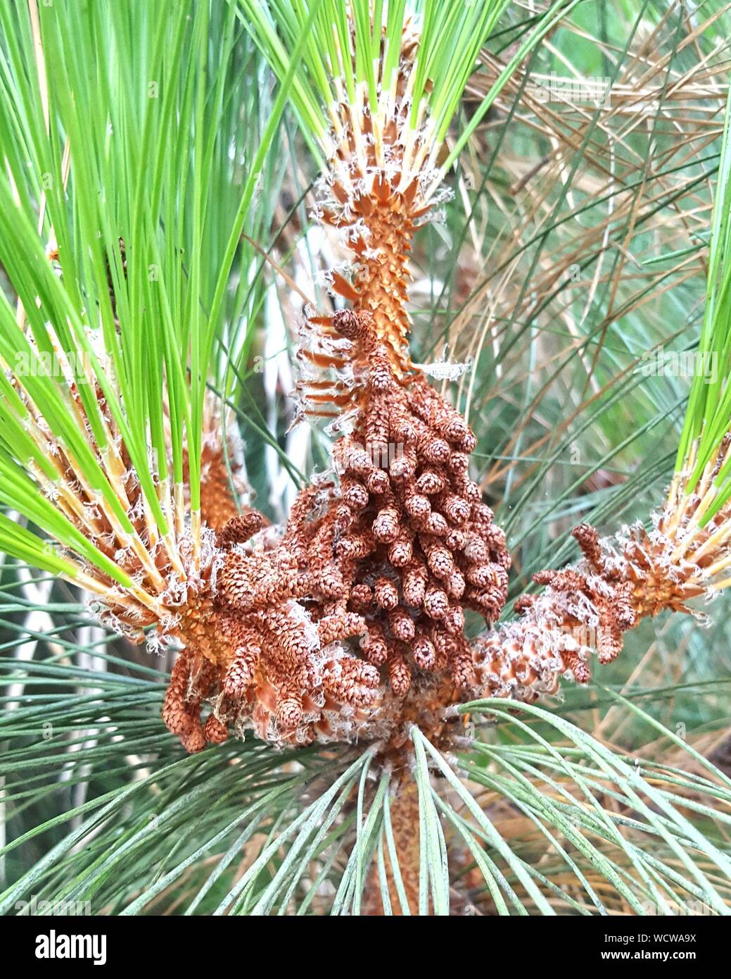 Clean green pine color hi-res stock photography and images - Alamy