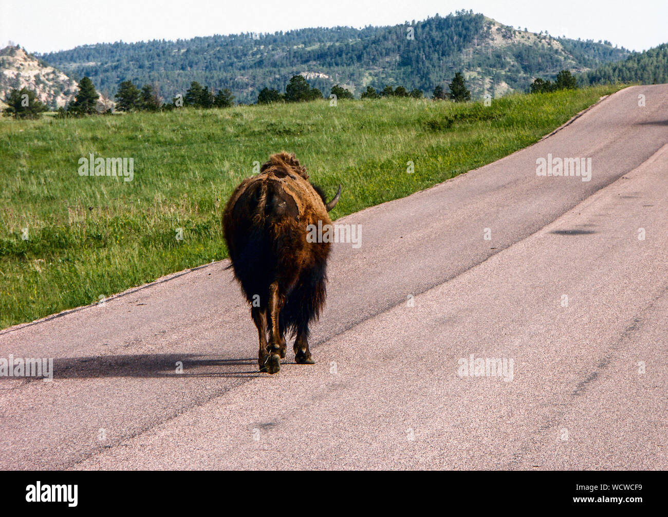 Custer state park bison in hi-res stock photography and images - Alamy