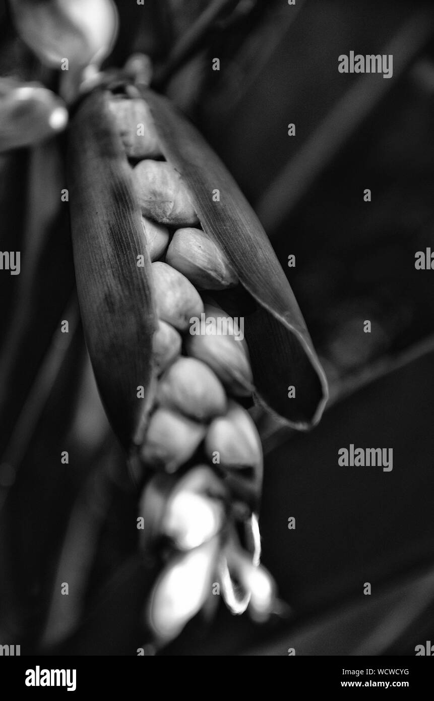 Seeds of plant hi-res stock photography and images - Alamy