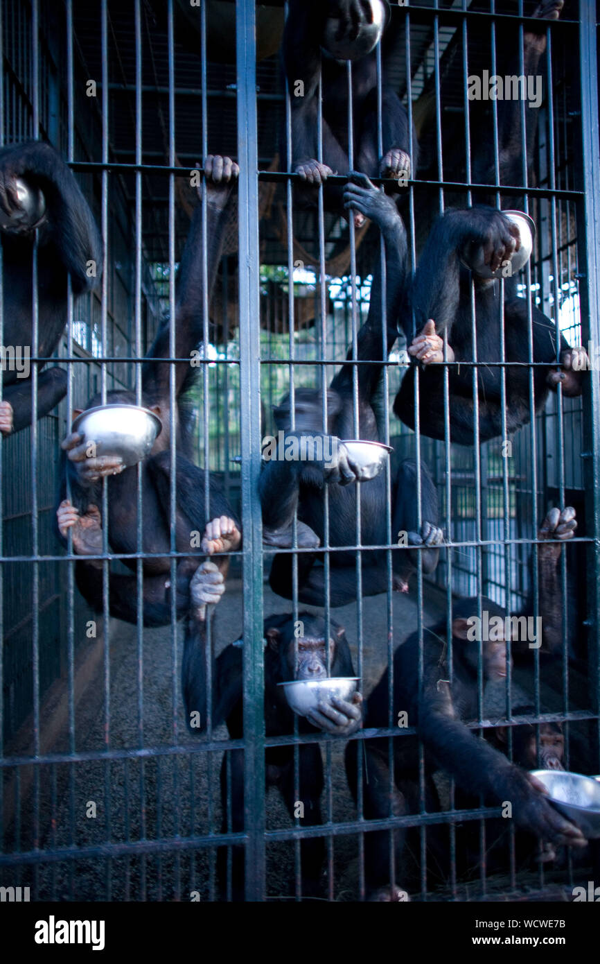 Monkeys protection hi-res stock photography and images - Alamy