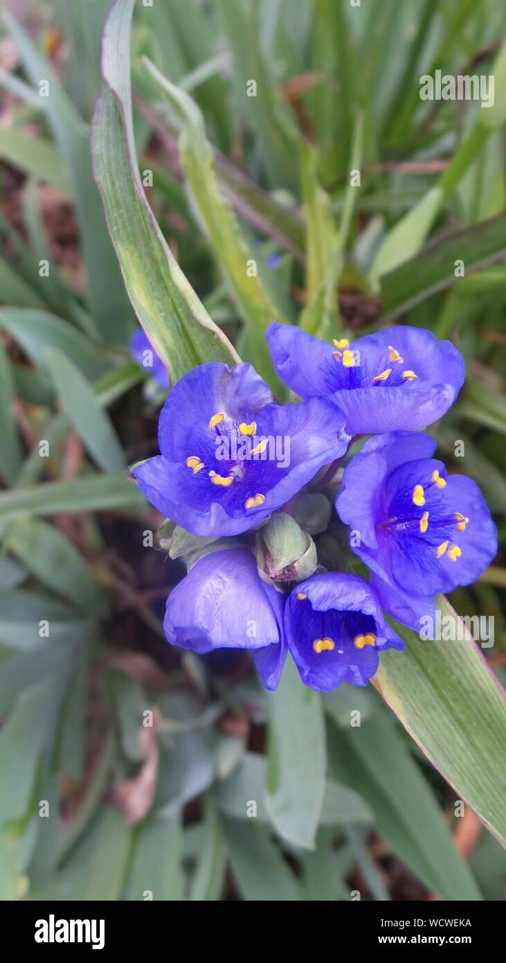The spiderwort hi-res stock photography and images - Alamy