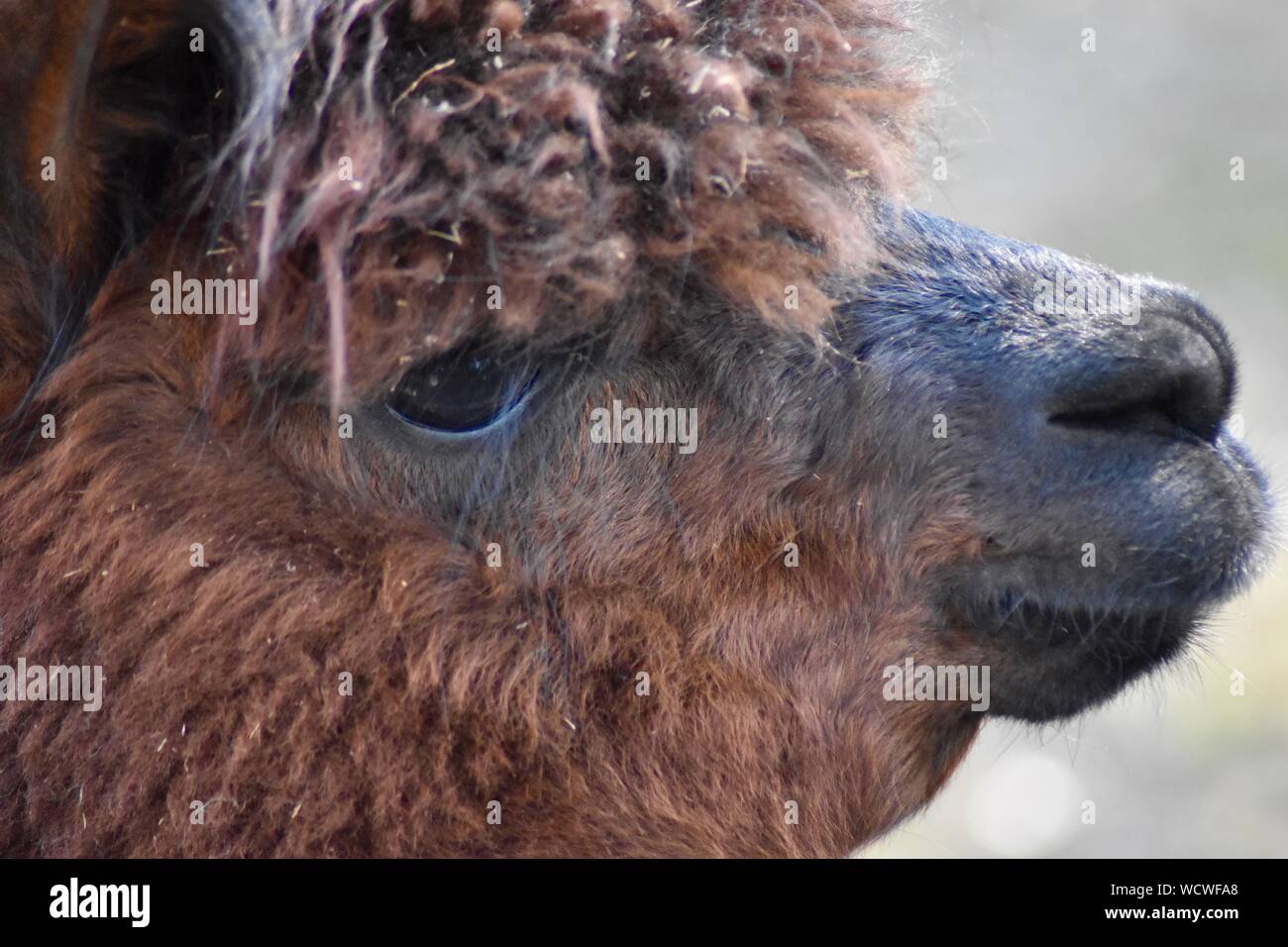Alpaca head view hi-res stock photography and images - Alamy
