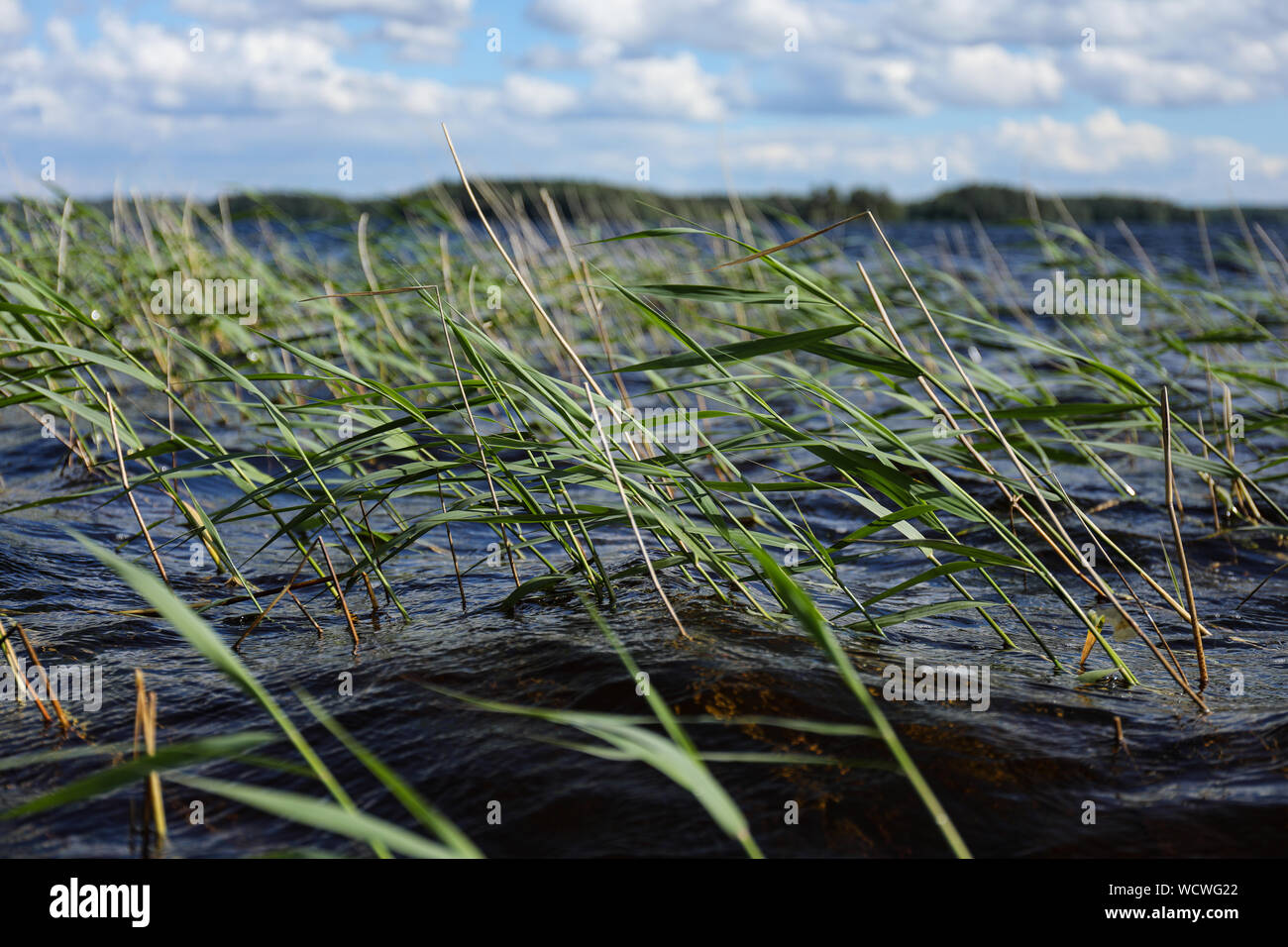Reed plant lake in hi-res stock photography and images - Alamy