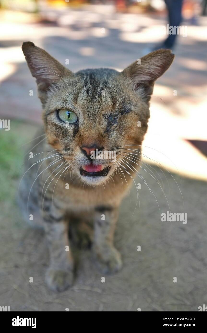 One eye looking at camera hi-res stock photography and images - Alamy