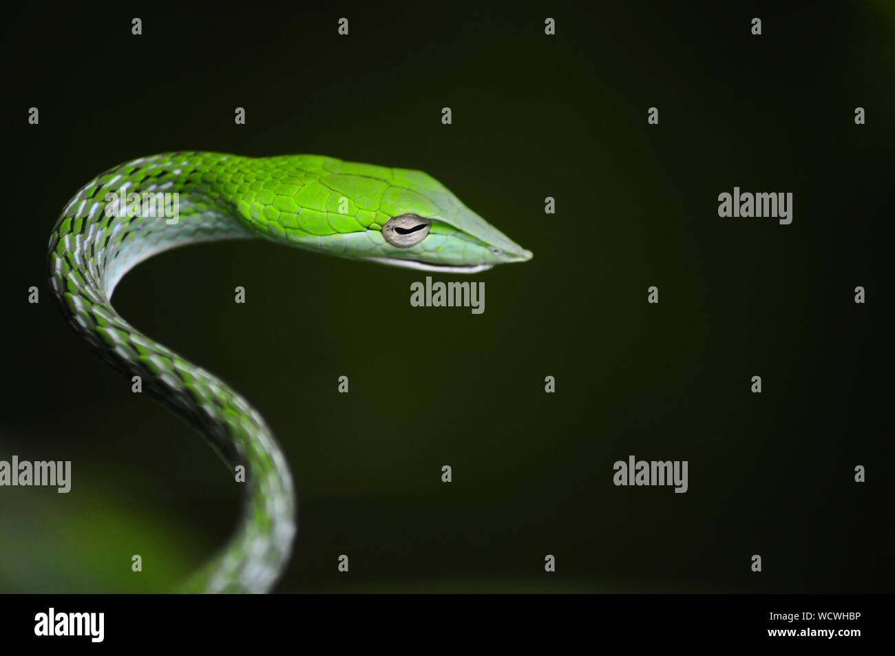 Green Vine Snake High Resolution Stock Photography and Images - Alamy
