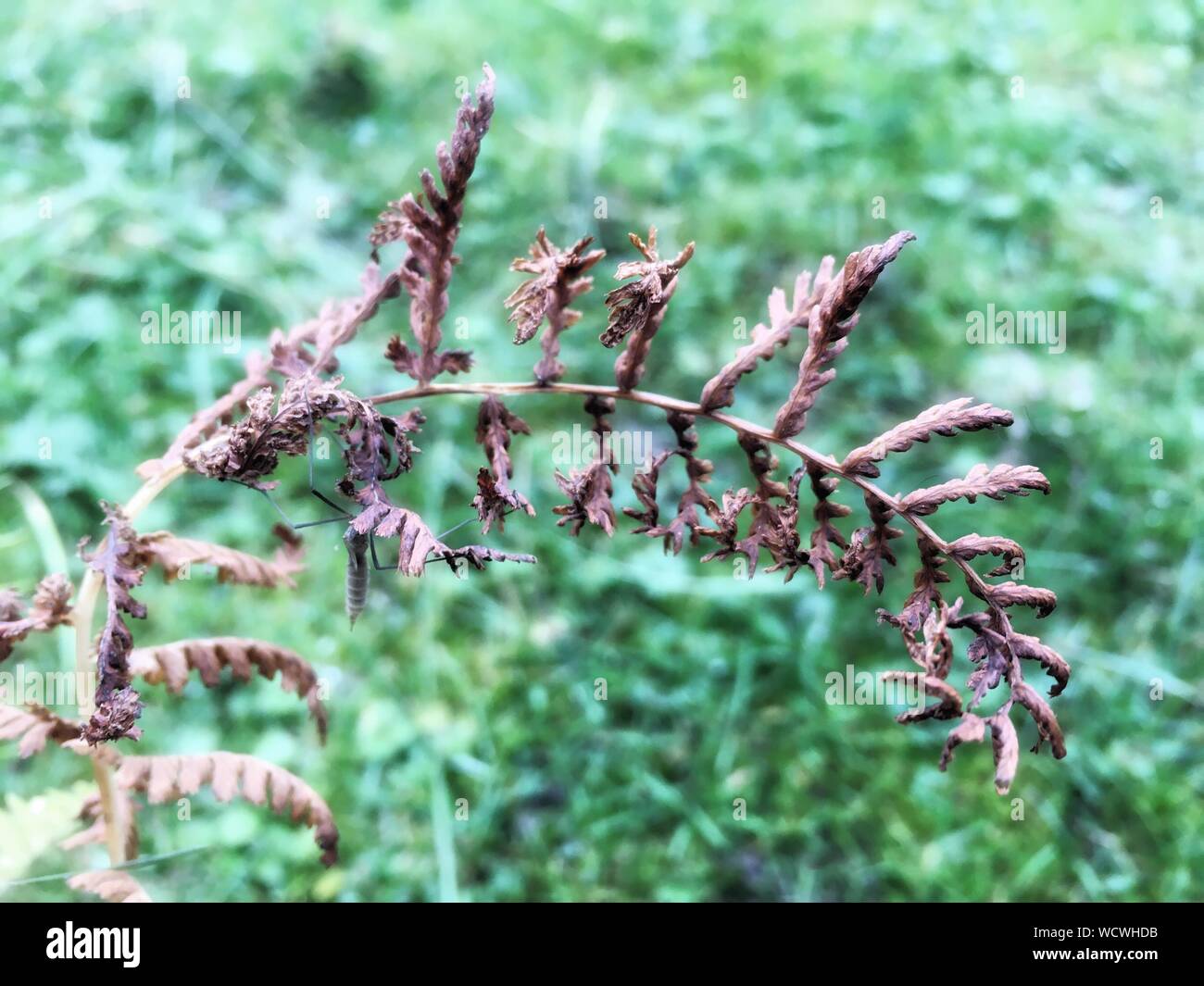Fern insect hi-res stock photography and images - Alamy