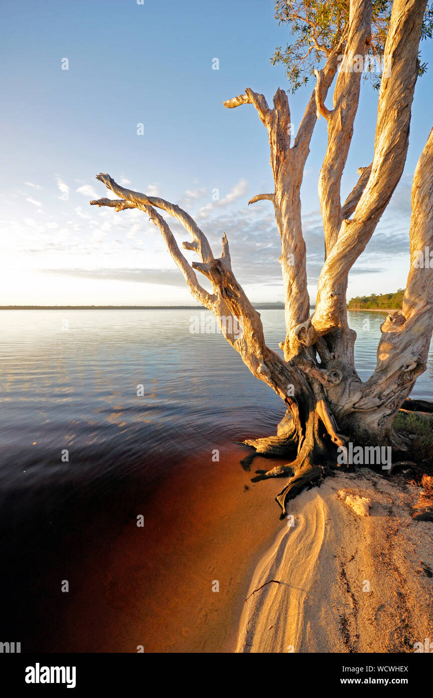 Boreen Point Noosa Sunshine Coast Queensland Australia Stock Photo - Alamy