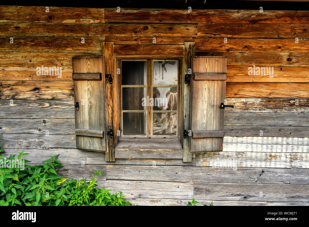wooden hut hütte farm window in tyrol with cow reflection Stock Photo ...