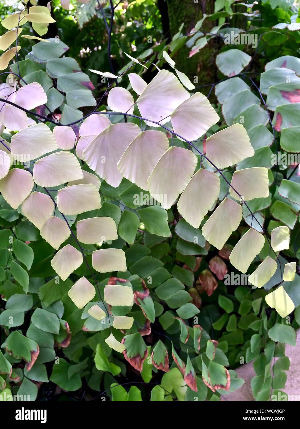 Changing form hi-res stock photography and images - Alamy