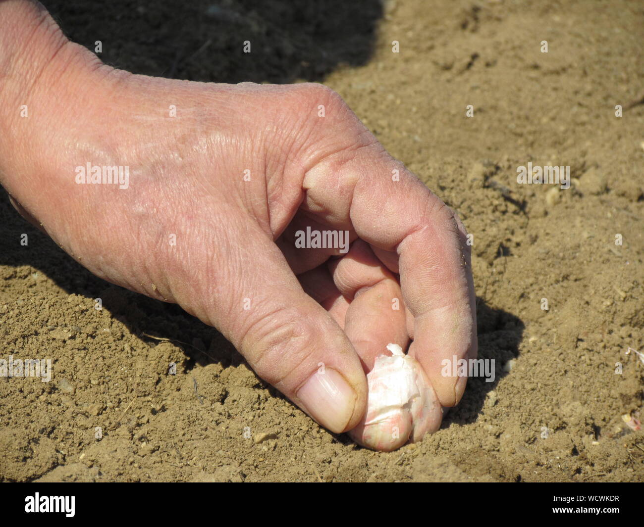 Seed for planting hi-res stock photography and images - Alamy