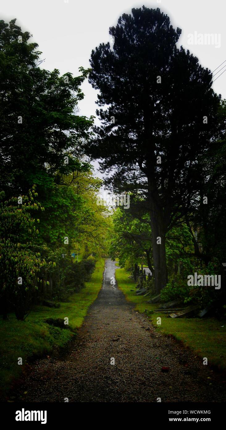 Trees single hi-res stock photography and images - Alamy