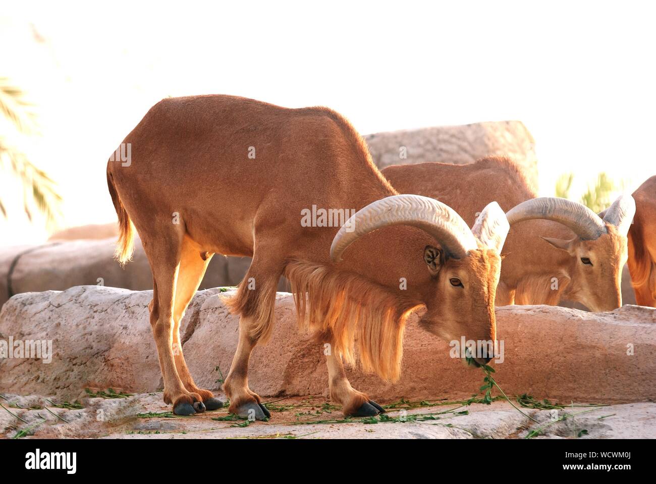 Arab sheep hi-res stock photography and images - Alamy