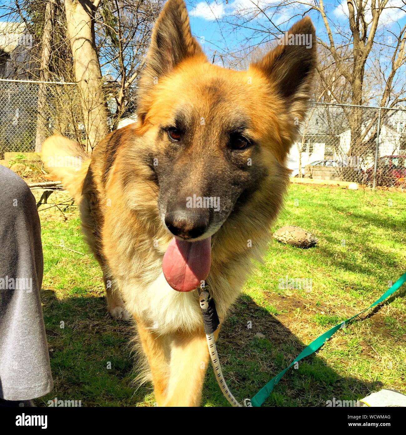 Are German Shepherds Good Outside Dogs