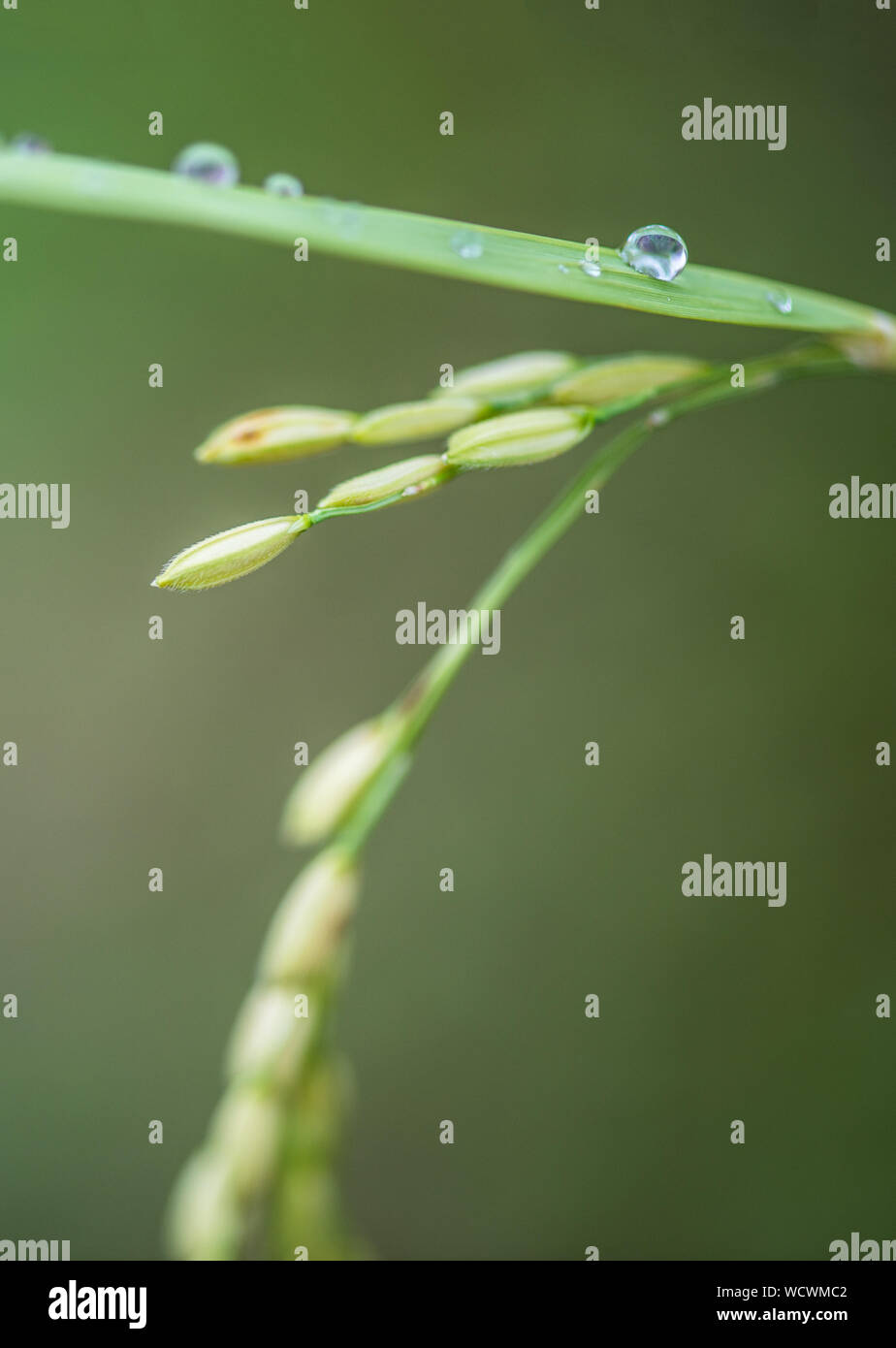 Water drop on rice leaf hi-res stock photography and images - Alamy