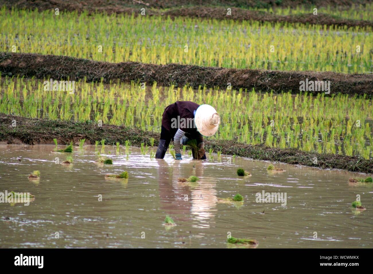 Real paddy hi-res stock photography and images - Alamy