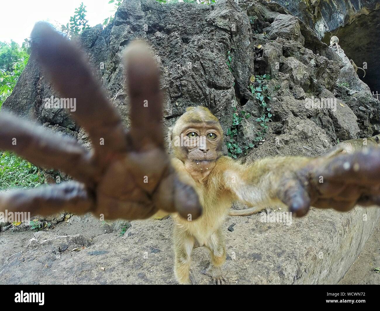 Monkey reaching hi-res stock photography and images - Alamy